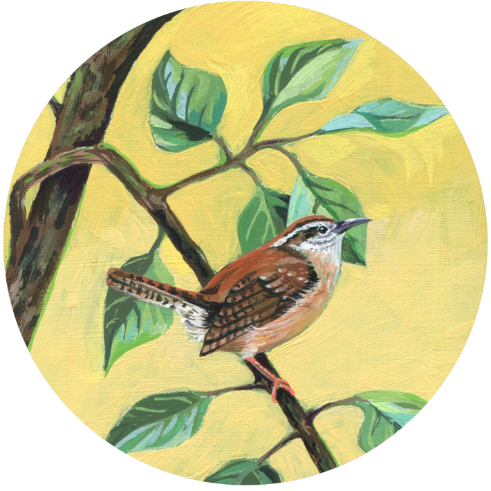 Liz Clayton Fuller | Natural Science Illustration