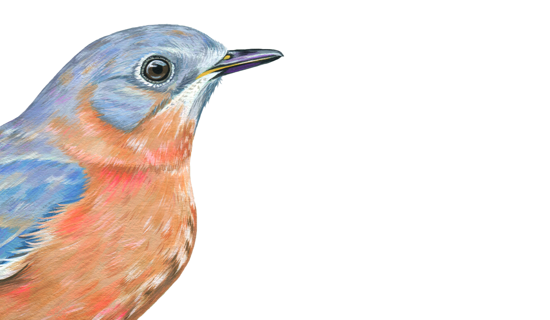 Liz Clayton Fuller | Natural Science Illustration